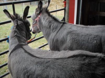 The Night The Animals Talked and The Story Of The Donkey’s Cross - Grit